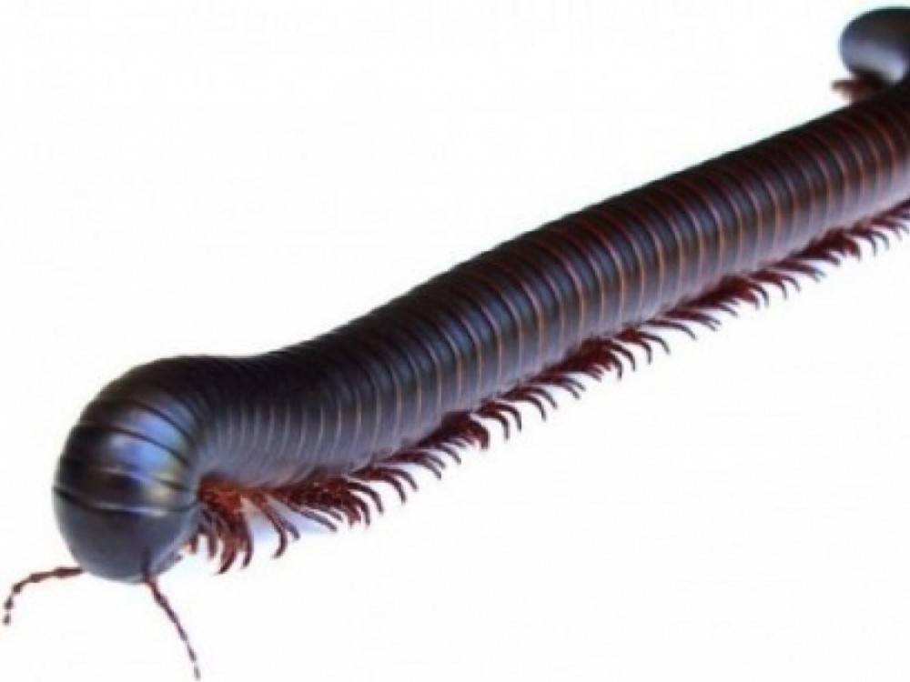 Animales exóticos y salvajes | FAUNA & ACCIÓN