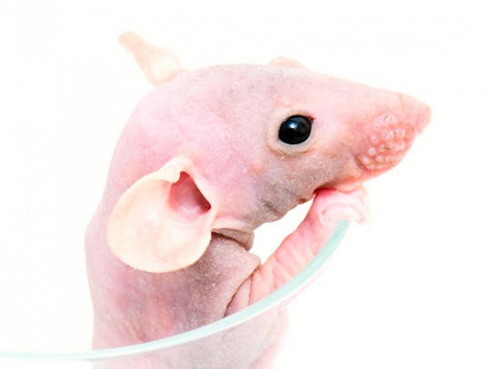 Animales exóticos y salvajes | FAUNA & ACCIÓN